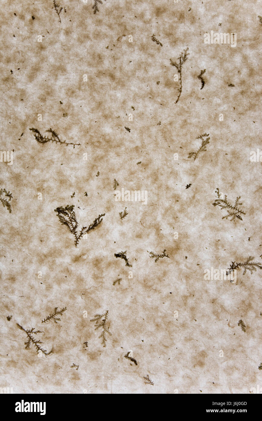 Fibres de cellulose Banque de photographies et d’images à haute ...