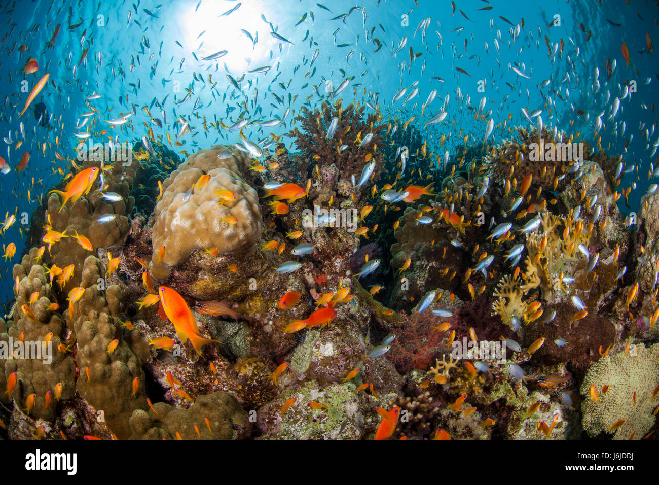 Coraux Mous, récif de corail dur. Les poissons, paysages sous-marins ...
