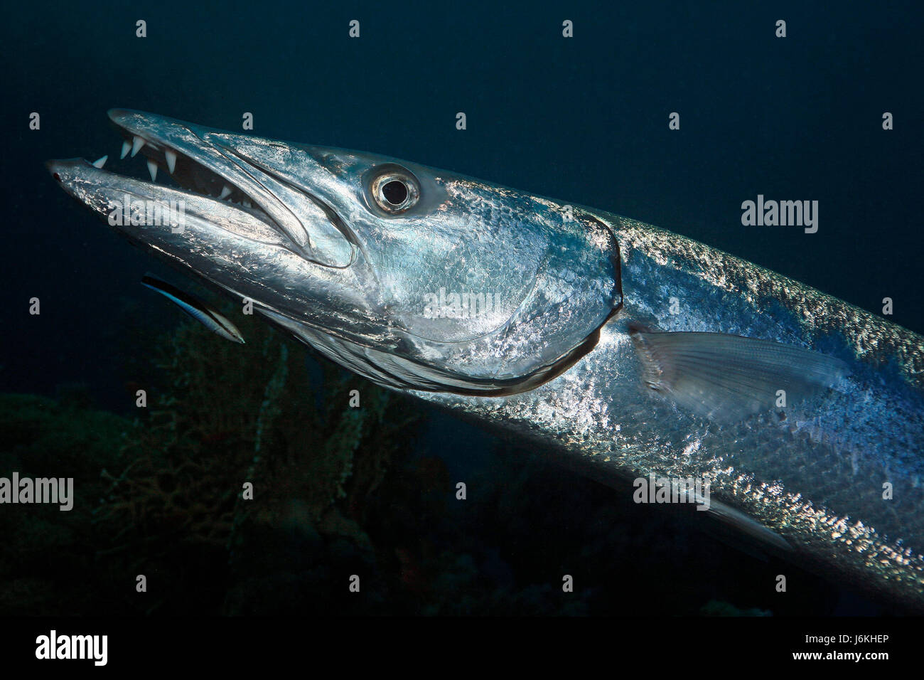 Barracuda teeth Banque de photographies et d’images à haute résolution ...