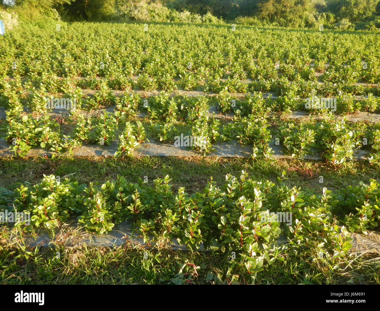 0821 Alugbati Basella alba plantations Philippines Bulacan 22 San ...