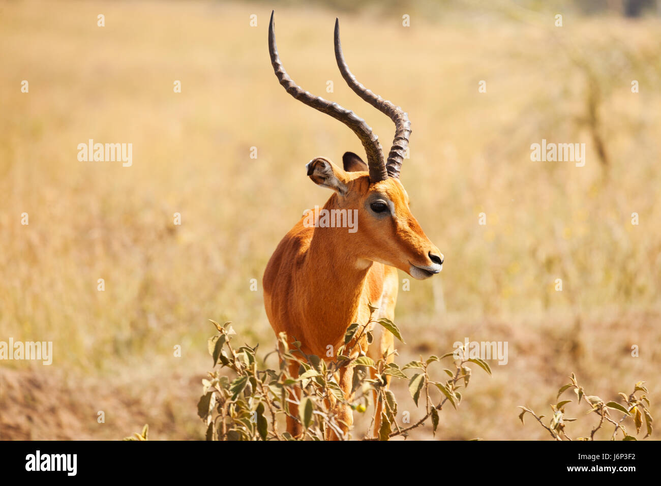 Lyre shaped horn Banque de photographies et d’images à haute résolution ...