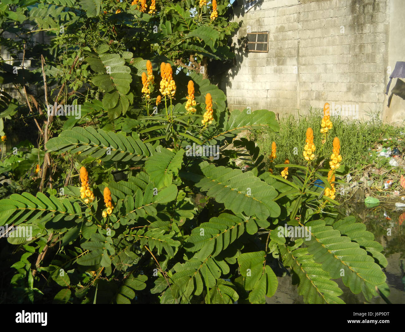 Cassia alata l Banque de photographies et d’images à haute résolution ...