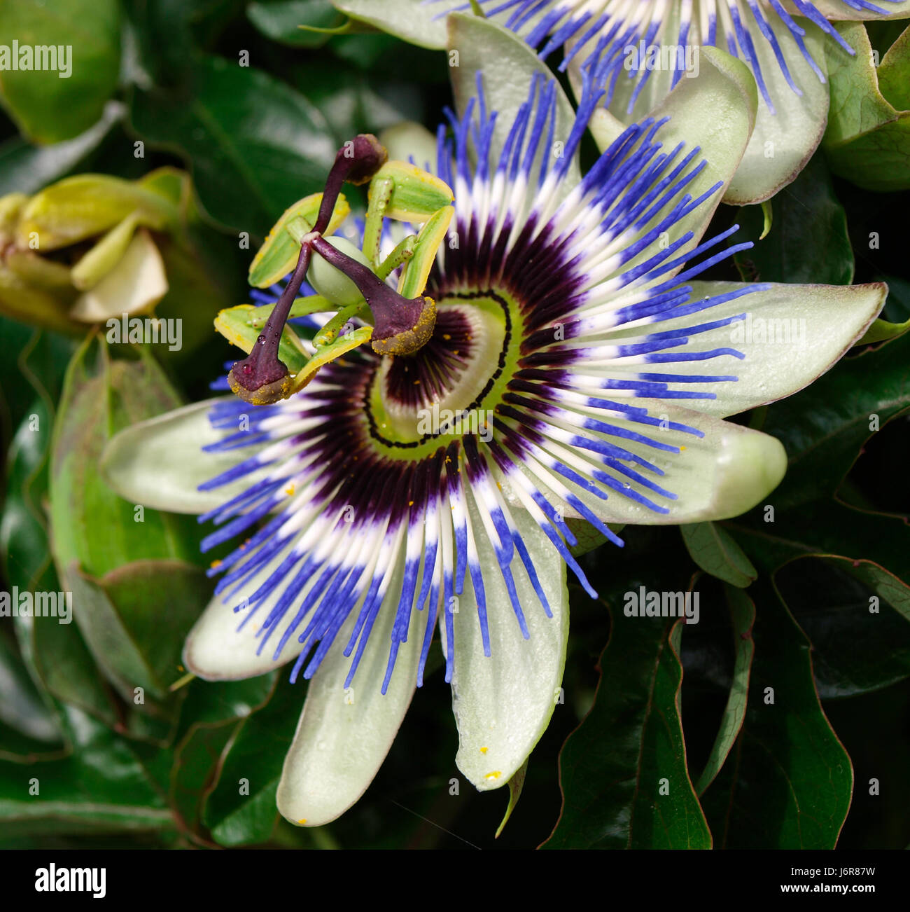 Blte pflanze Banque de photographies et d’images à haute résolution - Alamy