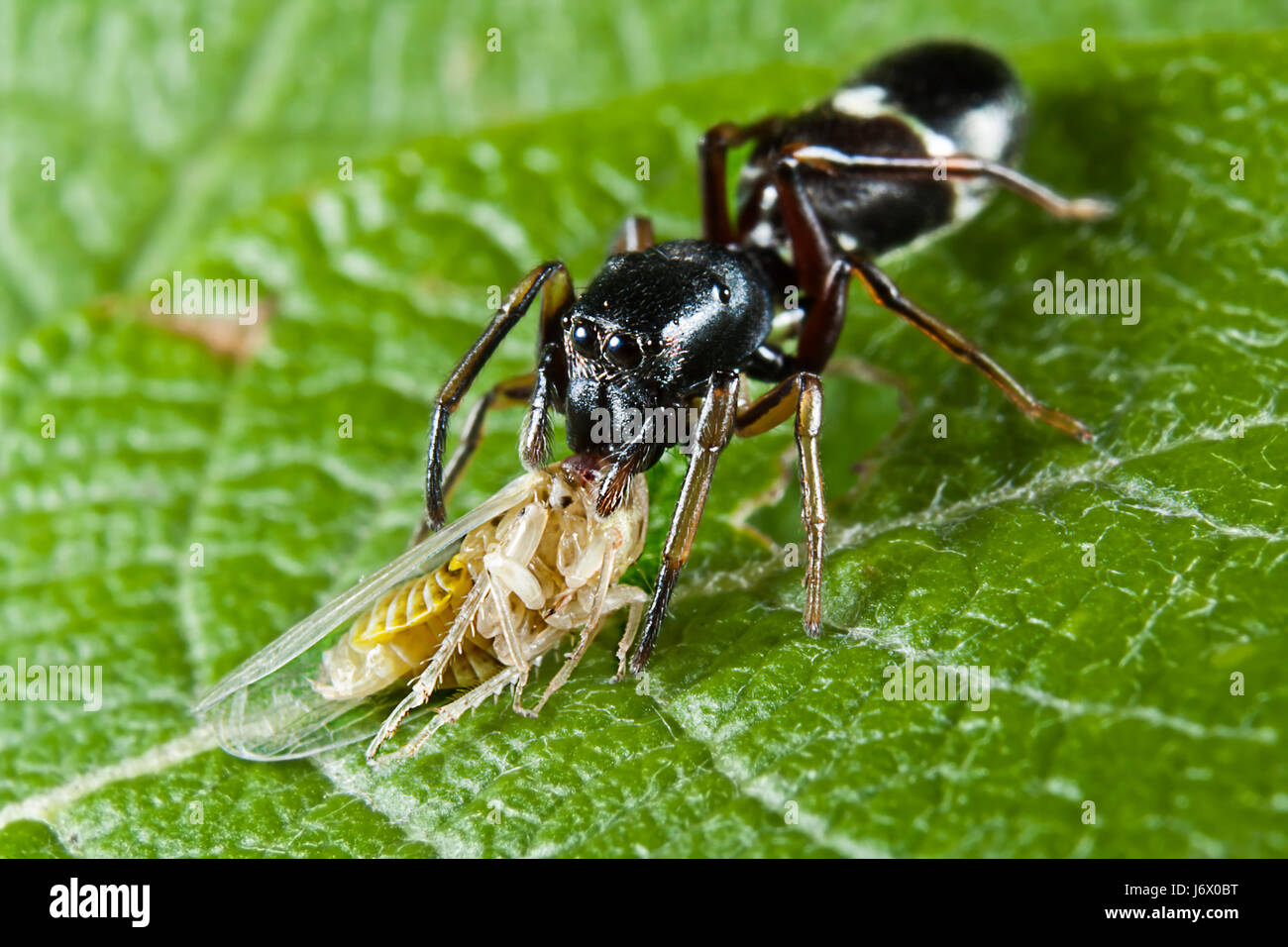 La cigale et la fourmie Banque de photographies et d’images à haute résolution - Alamy
