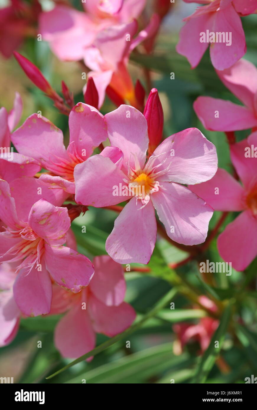 Laurier-rose (Nerium oleander) orange Photo Stock - Alamy
