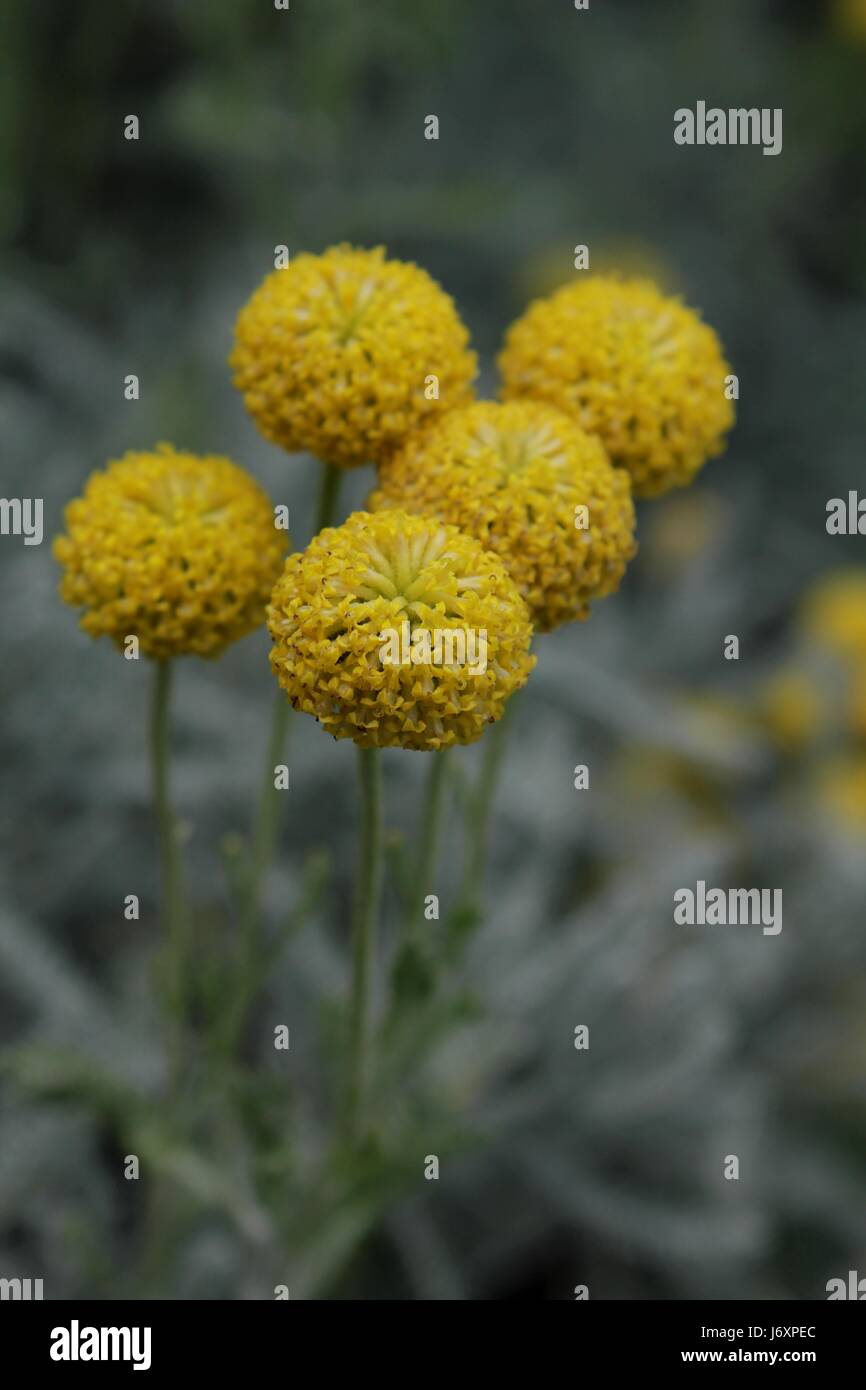 Gray santolina Banque de photographies et d’images à haute résolution ...