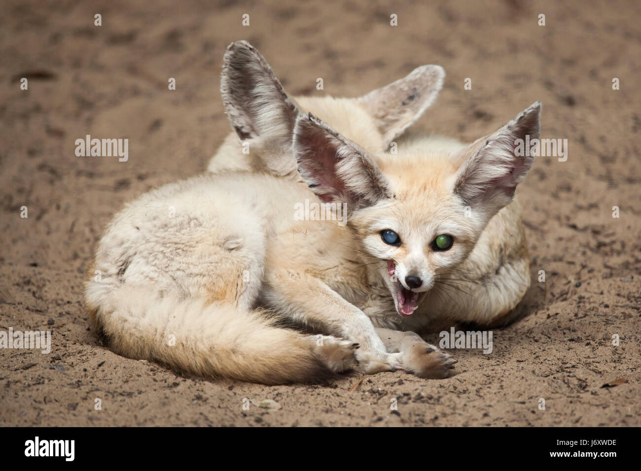 Zerda vulpes Banque de photographies et d’images à haute résolution - Alamy