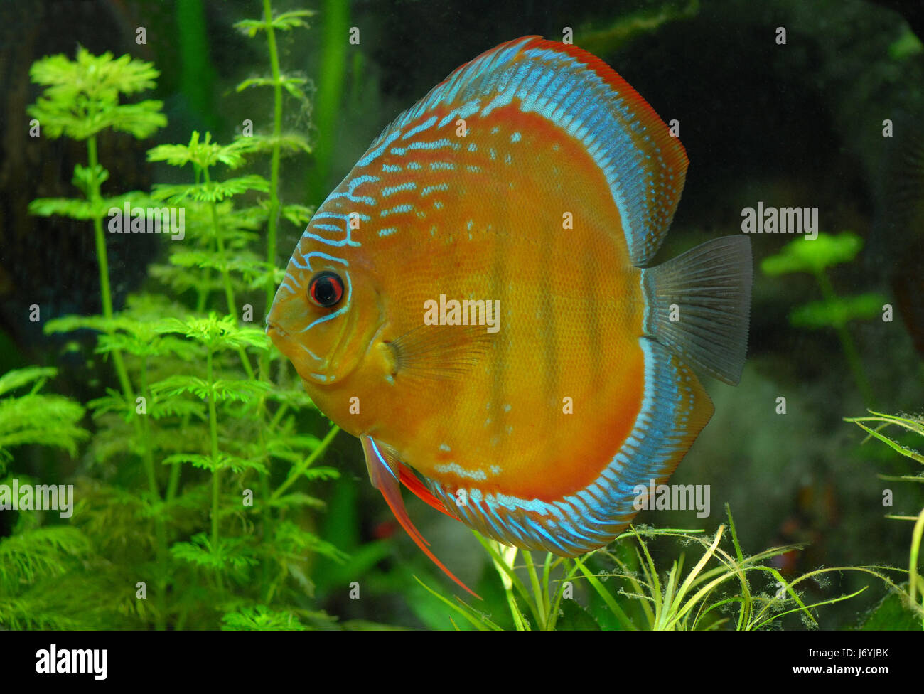 Discus brun Banque de photographies et d’images à haute résolution - Alamy