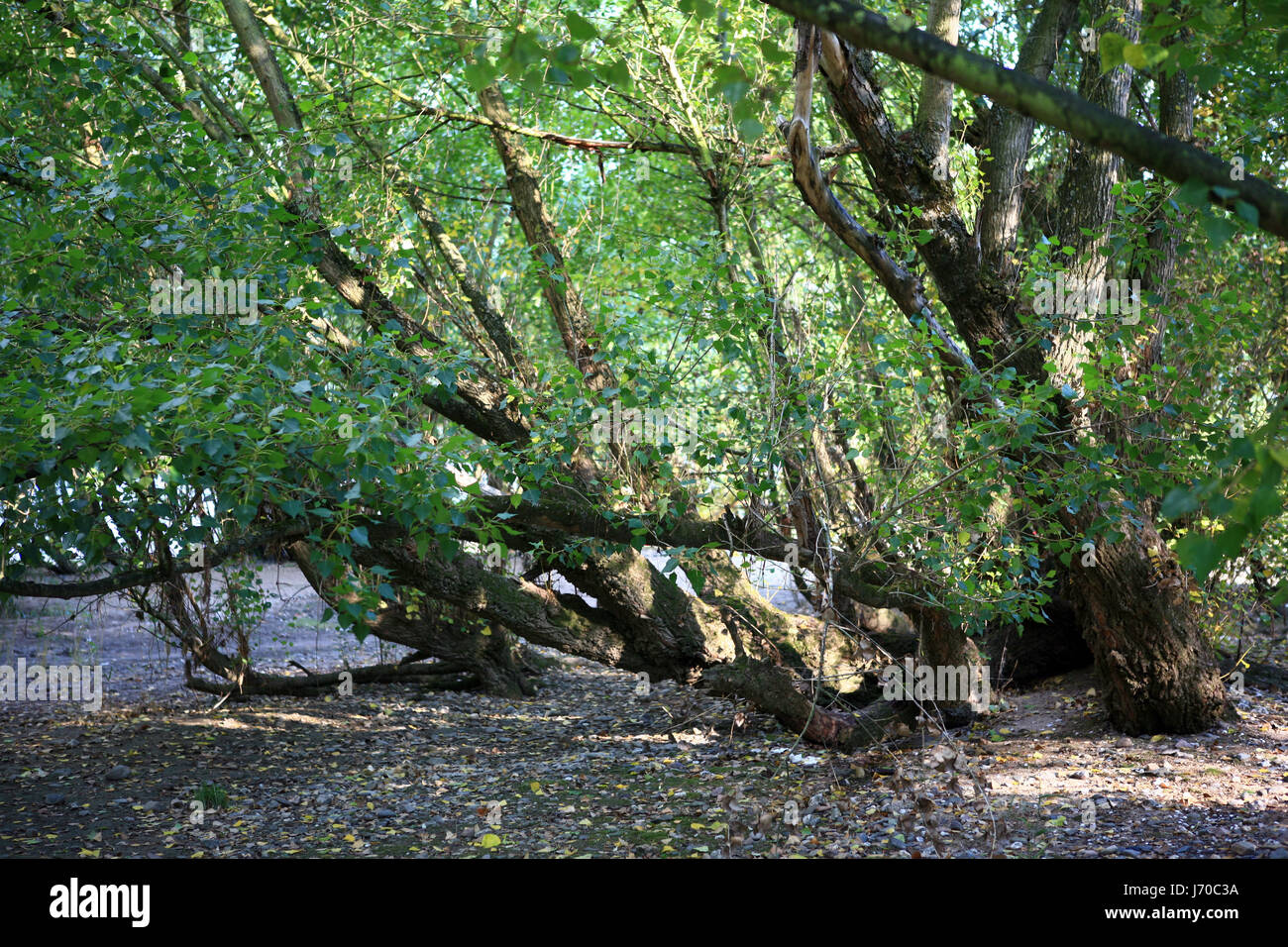 Arbre arbres rhin banc courant du fleuve de sable des sables bitumineux ...