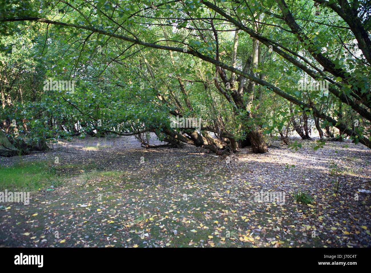 Arbre arbres rhin banc courant du fleuve de sable des sables bitumineux ...