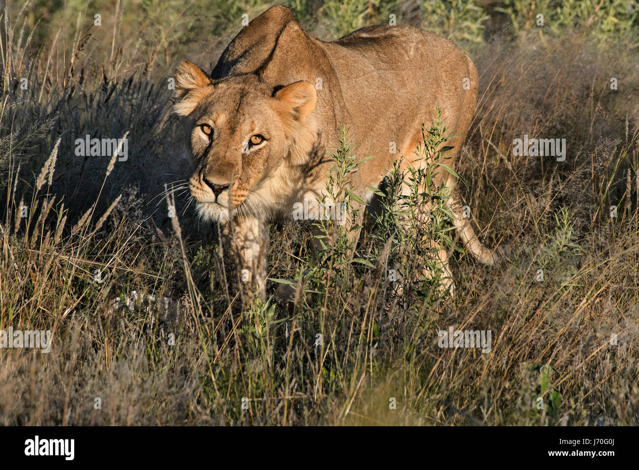 Lionne chasse Banque de photographies et d’images à haute résolution ...