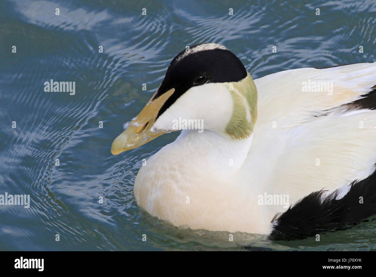 Drake eider Banque de photographies et d’images à haute résolution - Alamy