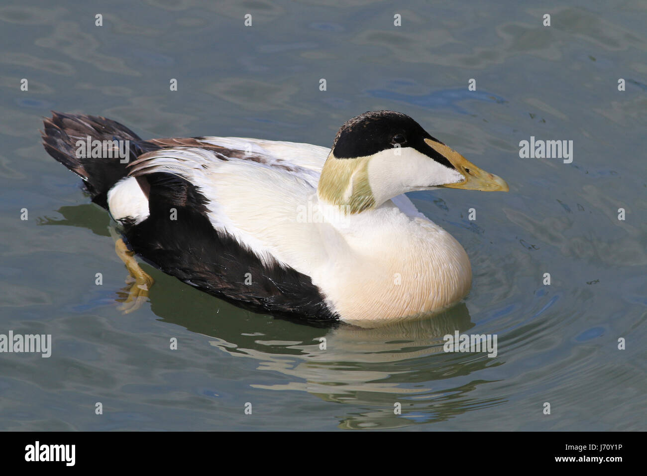 Drake eider Banque de photographies et d’images à haute résolution - Alamy