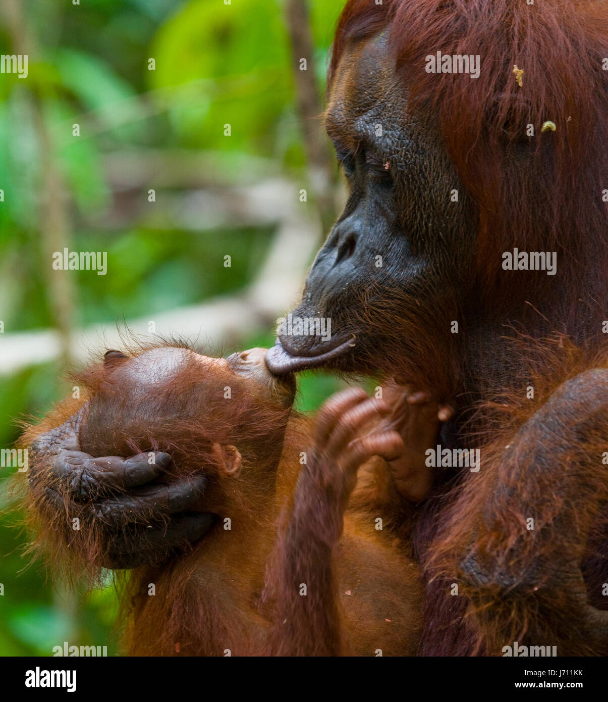 Portrait d'un orang-outan femelle avec un bébé dans la nature ...