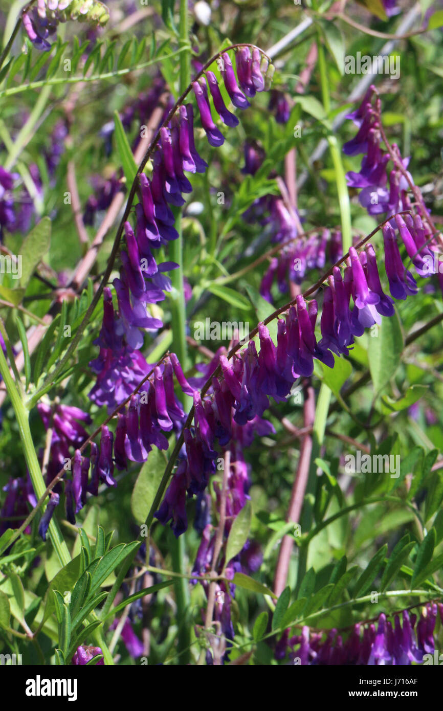 Vicia villosa Banque de photographies et d’images à haute résolution ...