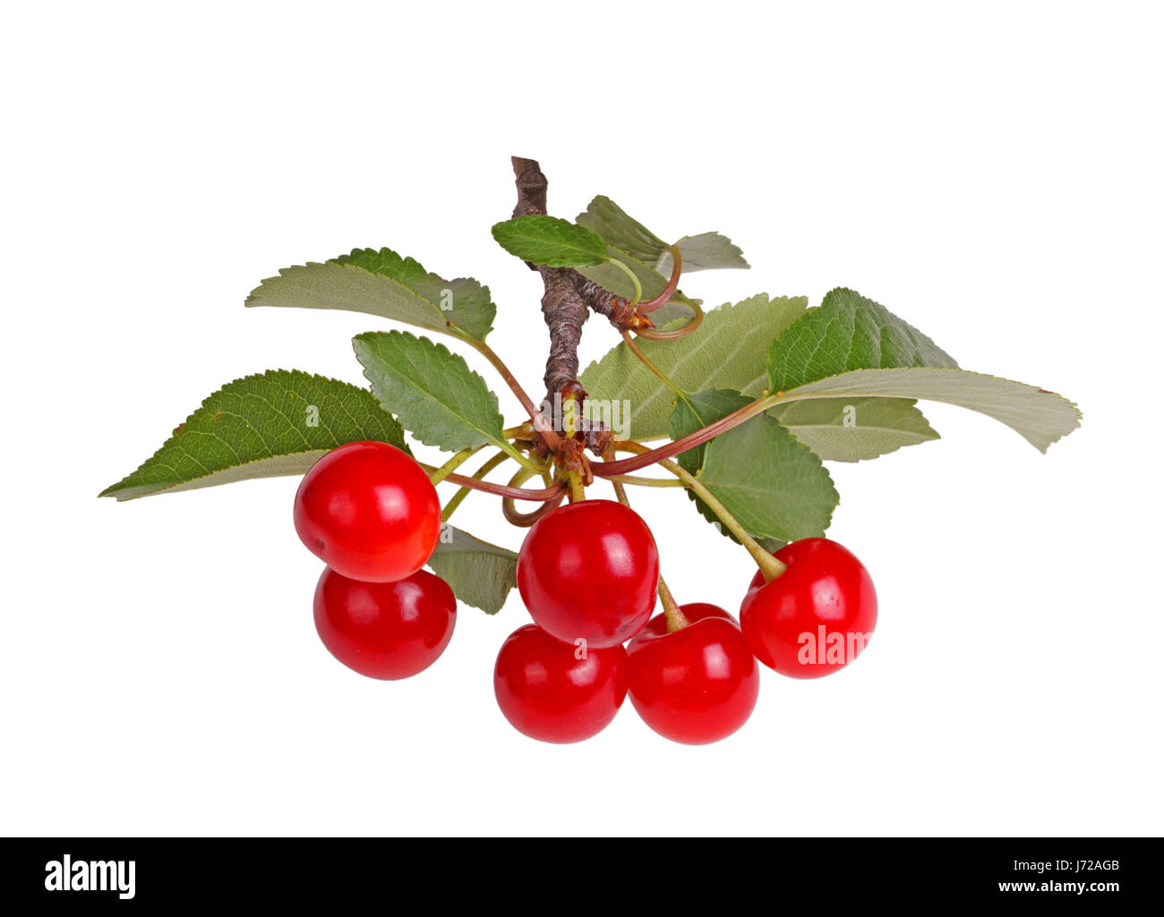 Prunus cerasus Banque de photographies et d’images à haute résolution ...