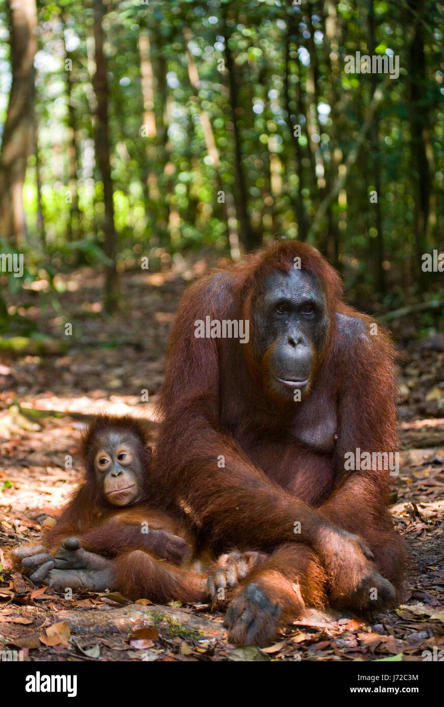 La femelle de l'orang-outan avec un bébé au sol. Indonésie. L'île de ...