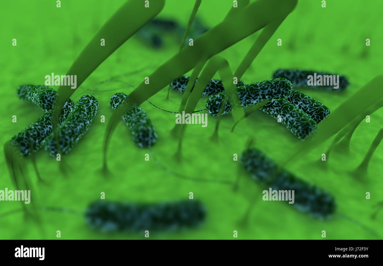 Catarrhe froid champignon pathogène maladie maladie maladie excitateur ...