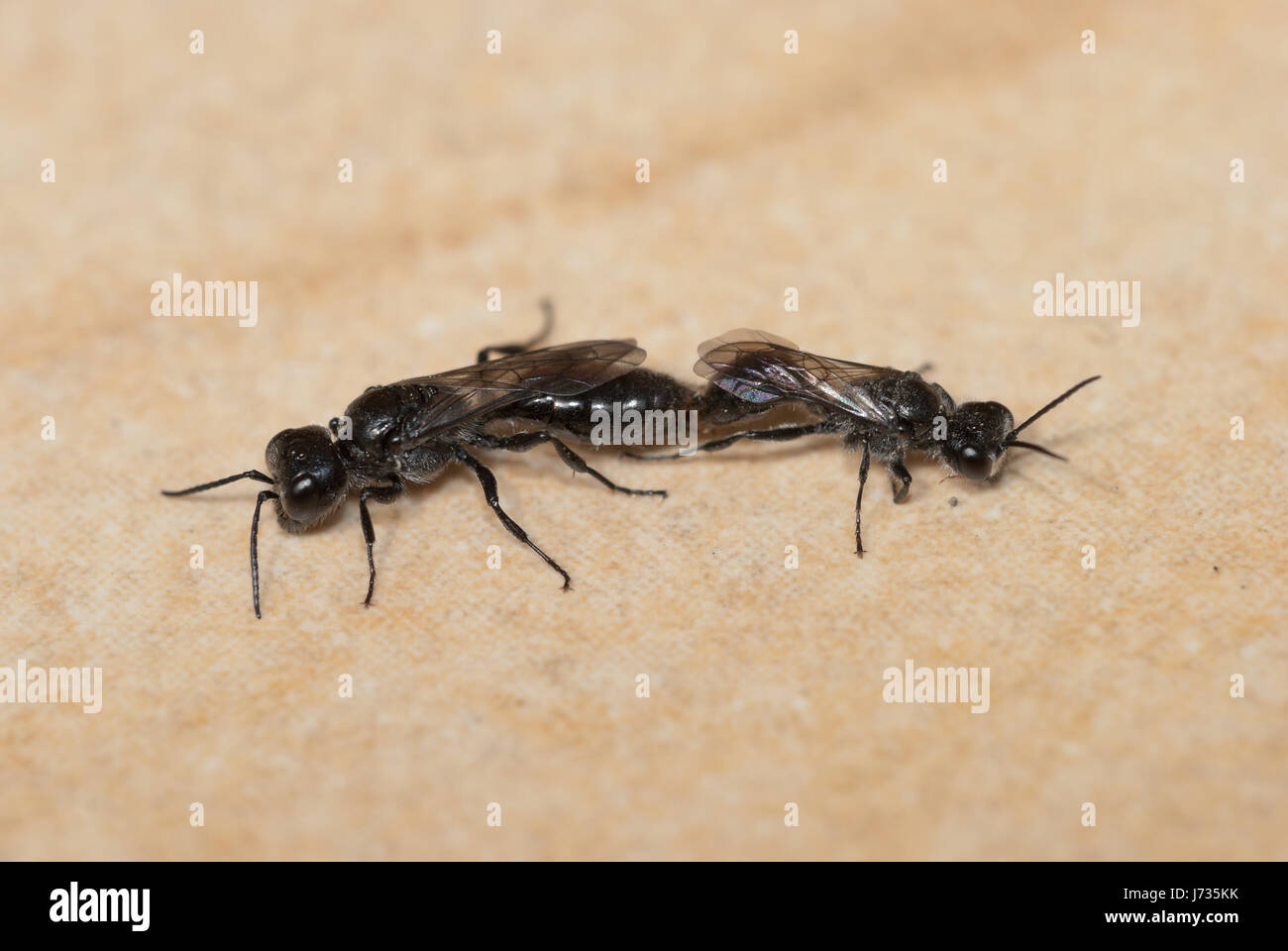 Sphecoid guêpes (Pemphredon sp., une espèce de guêpe solitaire) de l ...