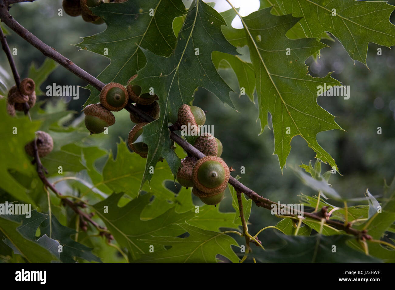 Glands de chêne feuille d'arbre feuilles d'arbres décidus fruits fruits ...