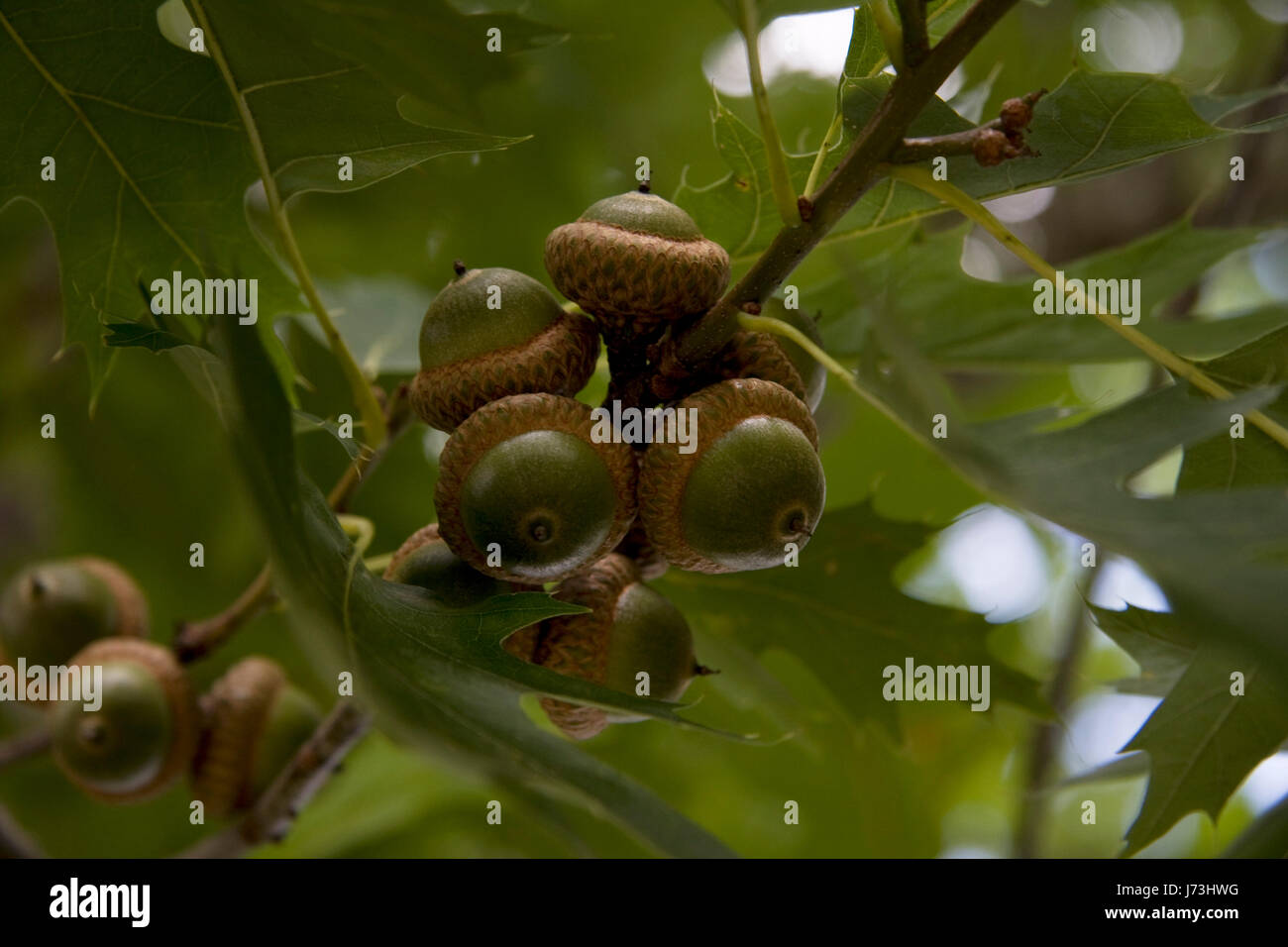 Glands de chêne feuille d'arbre feuilles d'arbres décidus fruits fruits ...