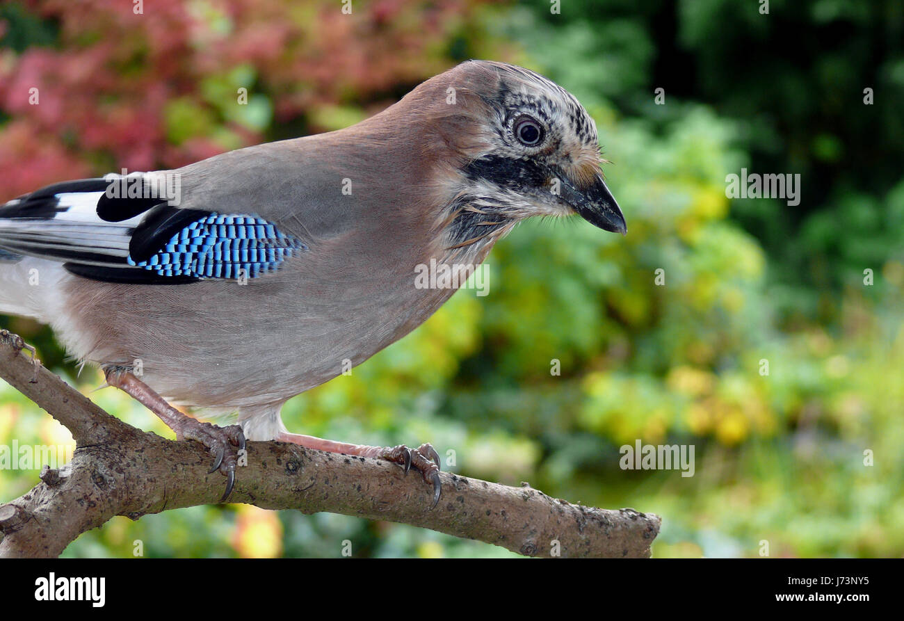 Blue Bird feathers oiseaux Becs jay bec oiseau plumes oiseaux TCA TCA ...
