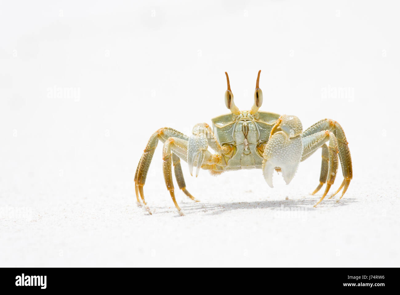 Crabe cancer sable plage des sables bitumineux d'animaux de mer la ...