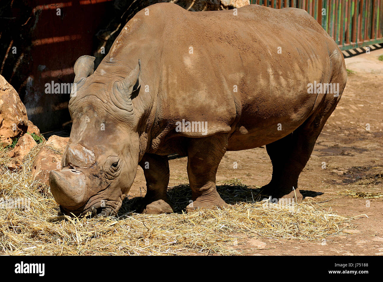 L'Afrique sauvage des animaux mammifères rhinocéros rhinocéros safari ...