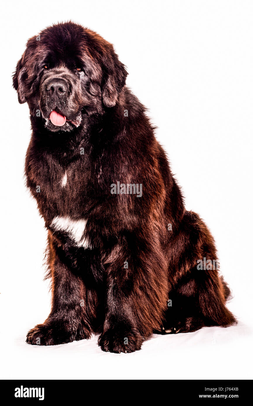 Chien terre neuve brun Banque d'images détourées - Alamy