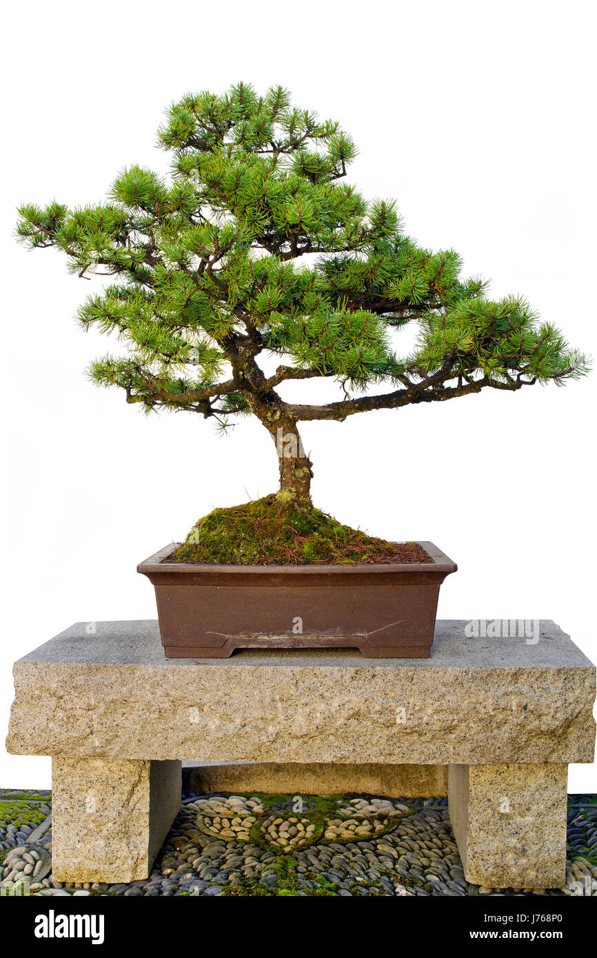 Arbre arbres pin jardin pots miniature chinois culture plantation de ...
