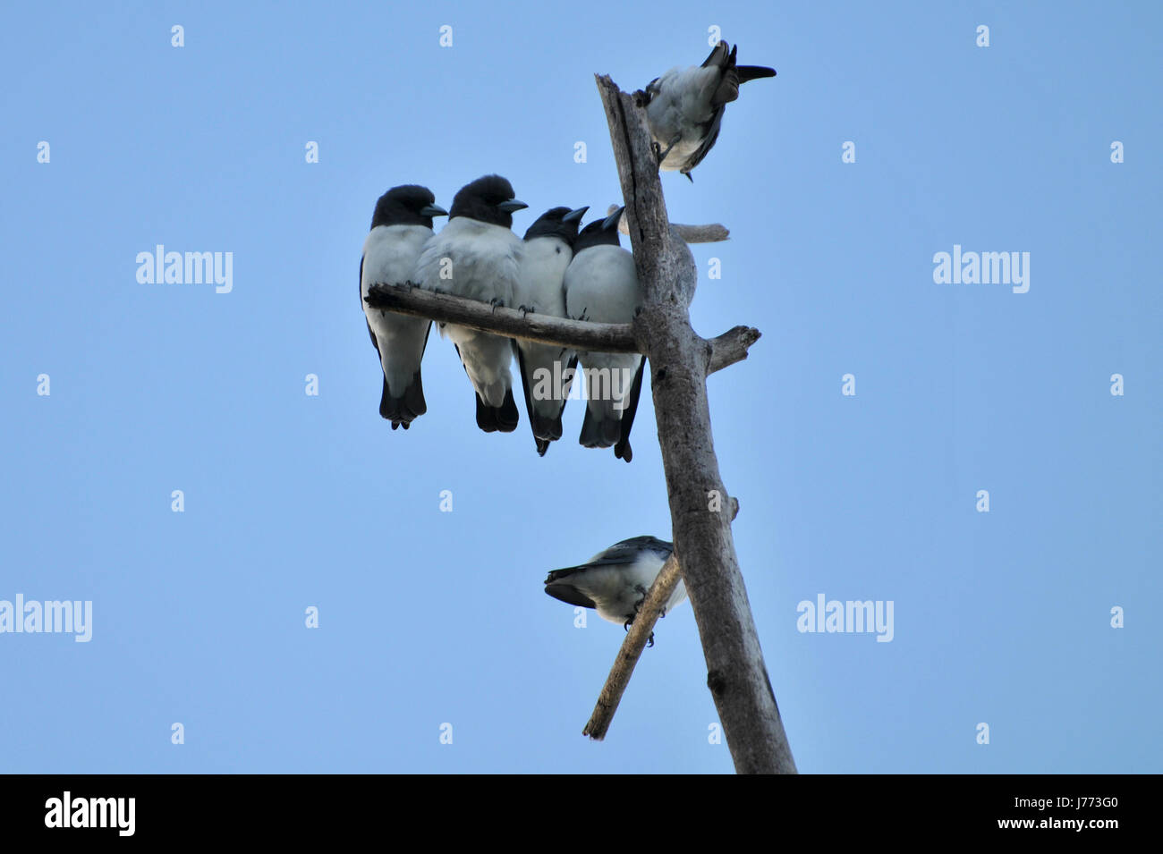 Oiseaux Oiseaux faune oiseaux hirondelles philippines cuddle cuddle ...