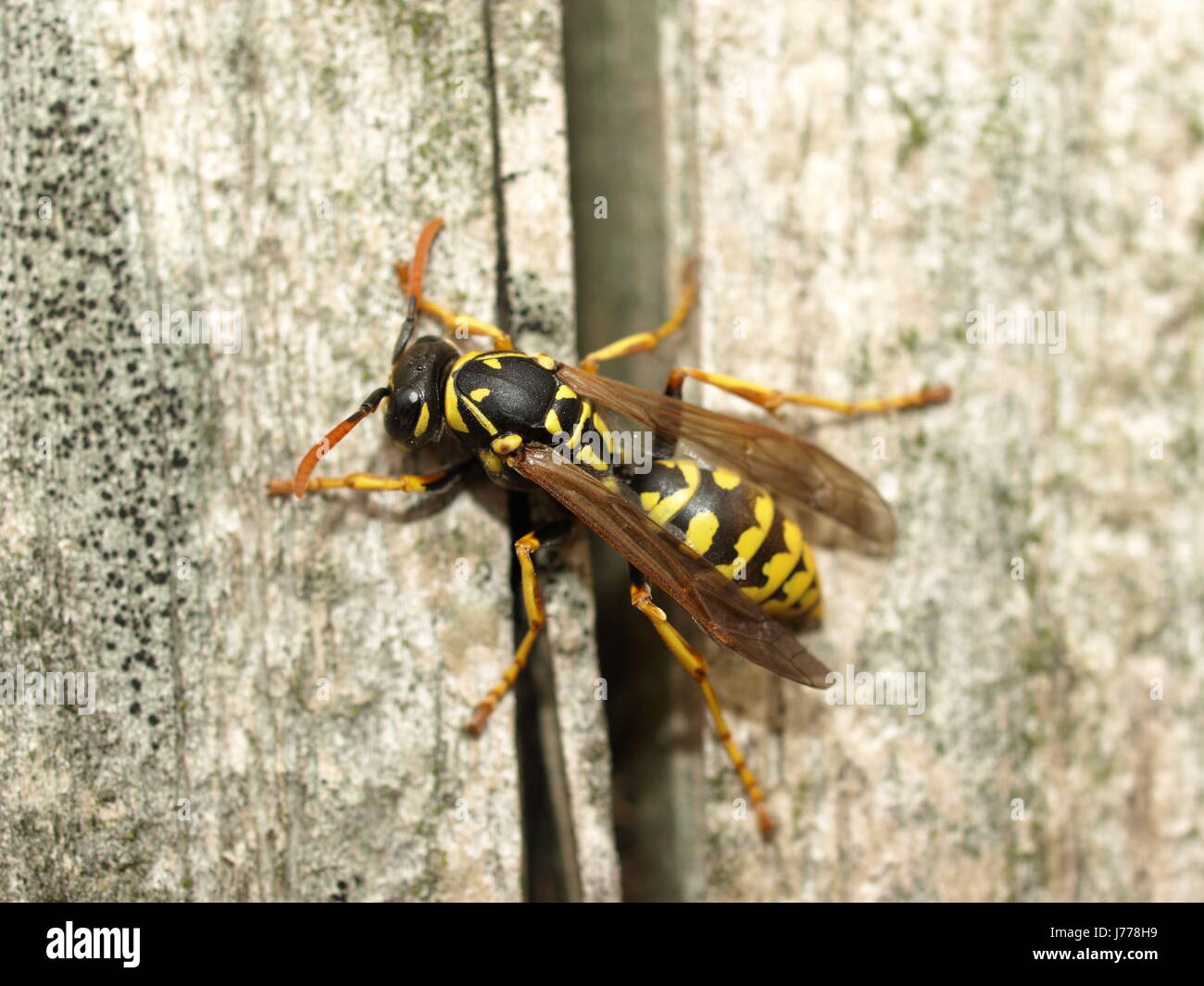 Les insectes Les insectes Les insectes prédateurs des insectes wasp ...