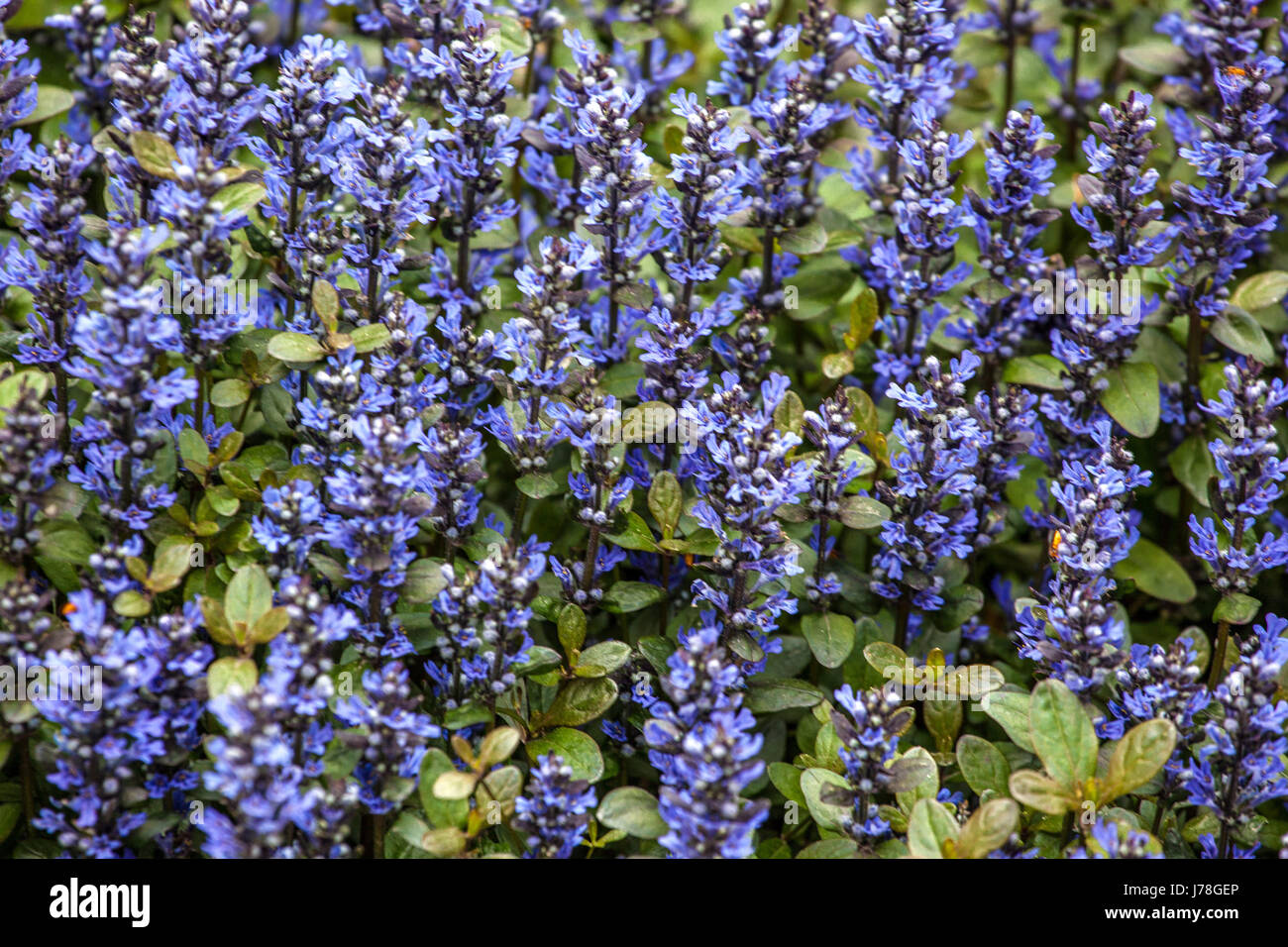 En acajou Banque de photographies et d’images à haute résolution - Alamy