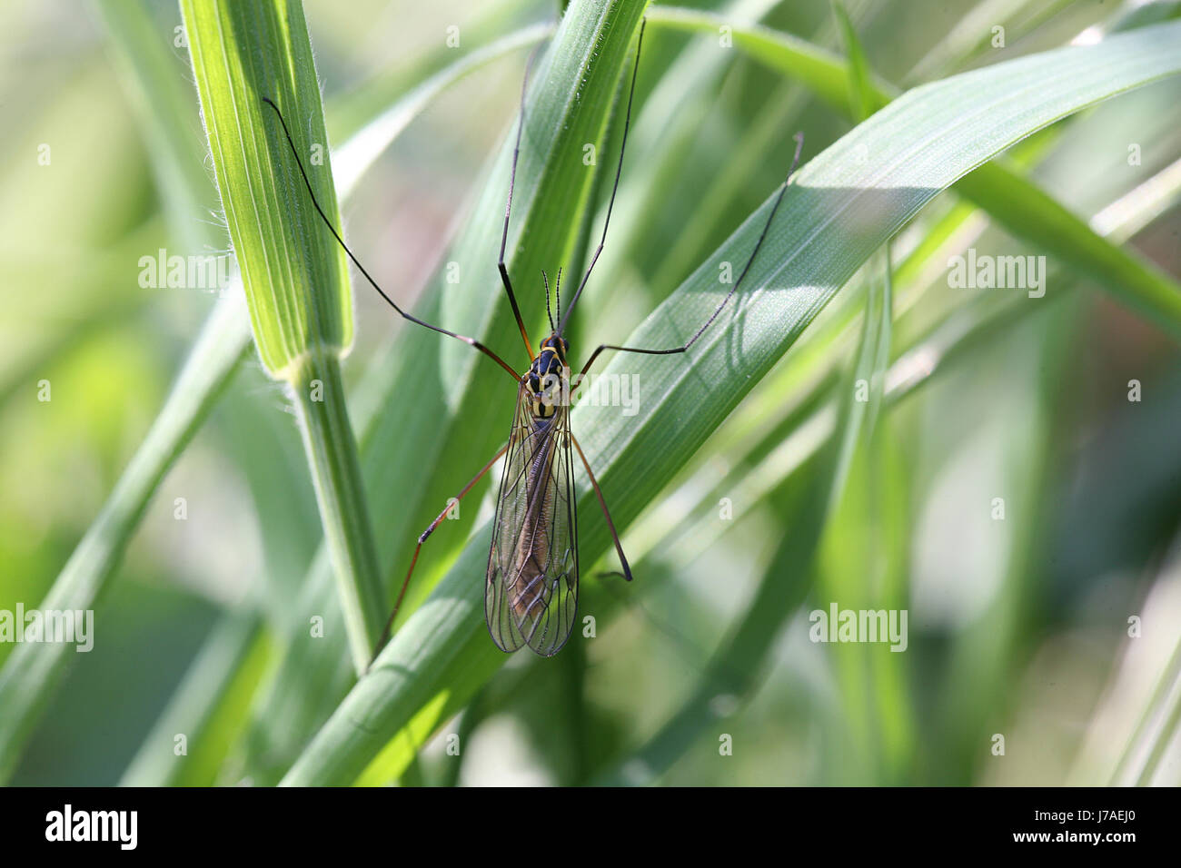 Moustique gros plan Banque de photographies et d’images à haute ...