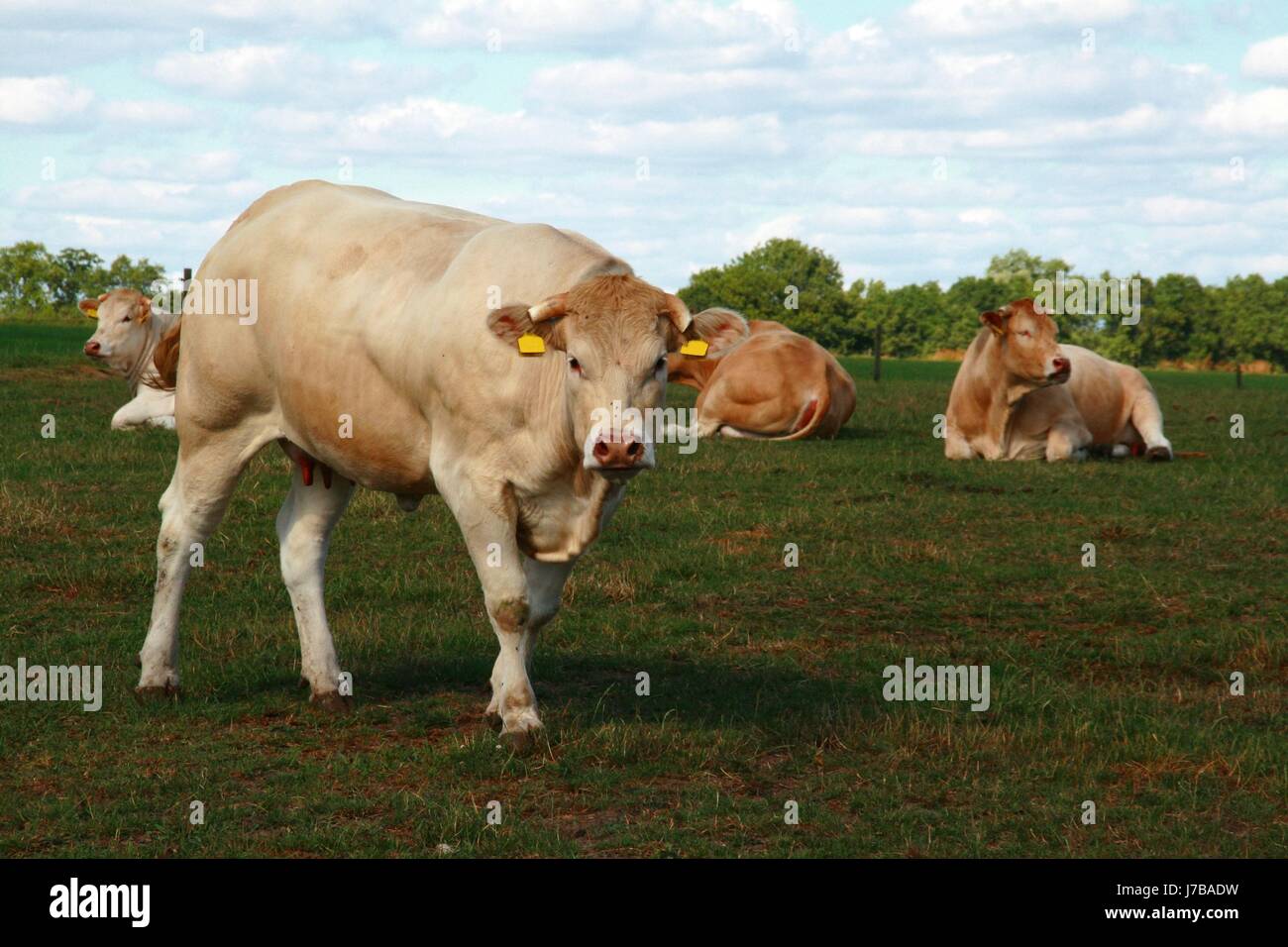 Beige marron clair vaches vache veau d'élevage de bovins de race des ...