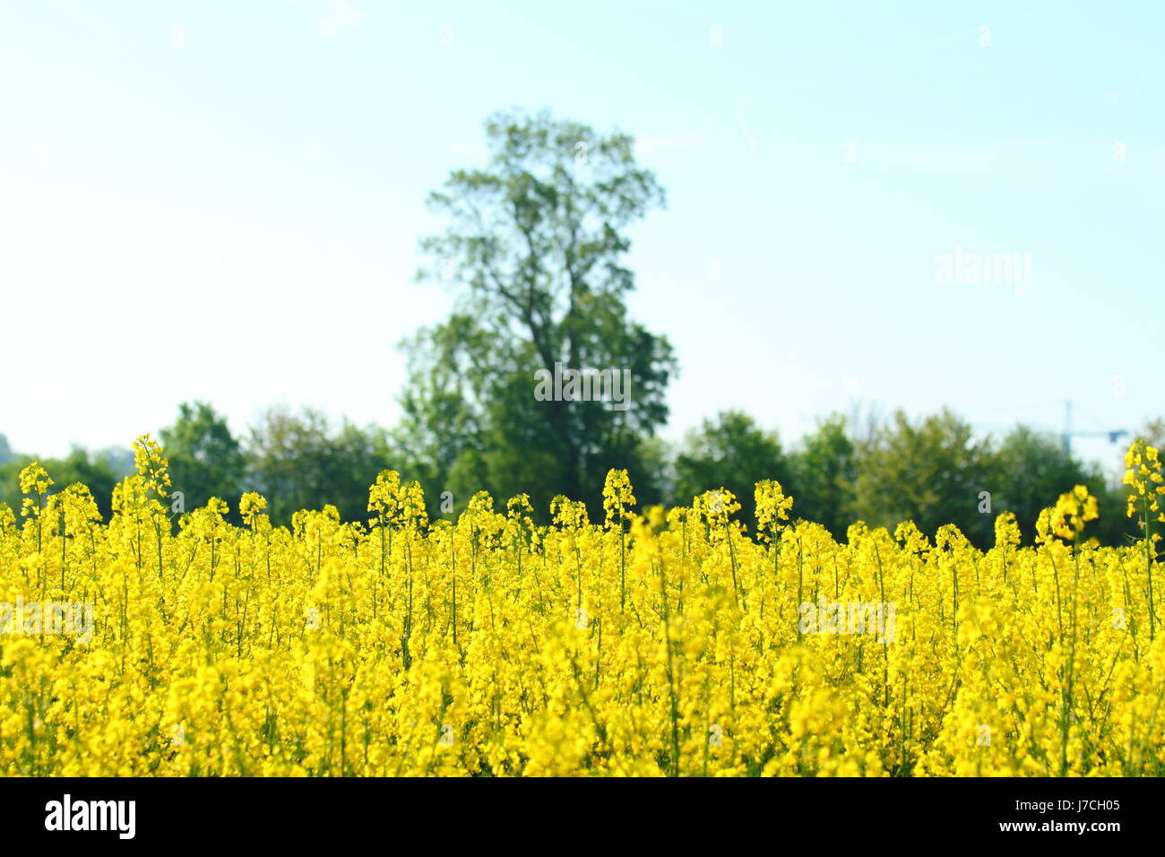 Raps rapsfeld feld ackerbau anbau landwirtschaft agar Banque de ...