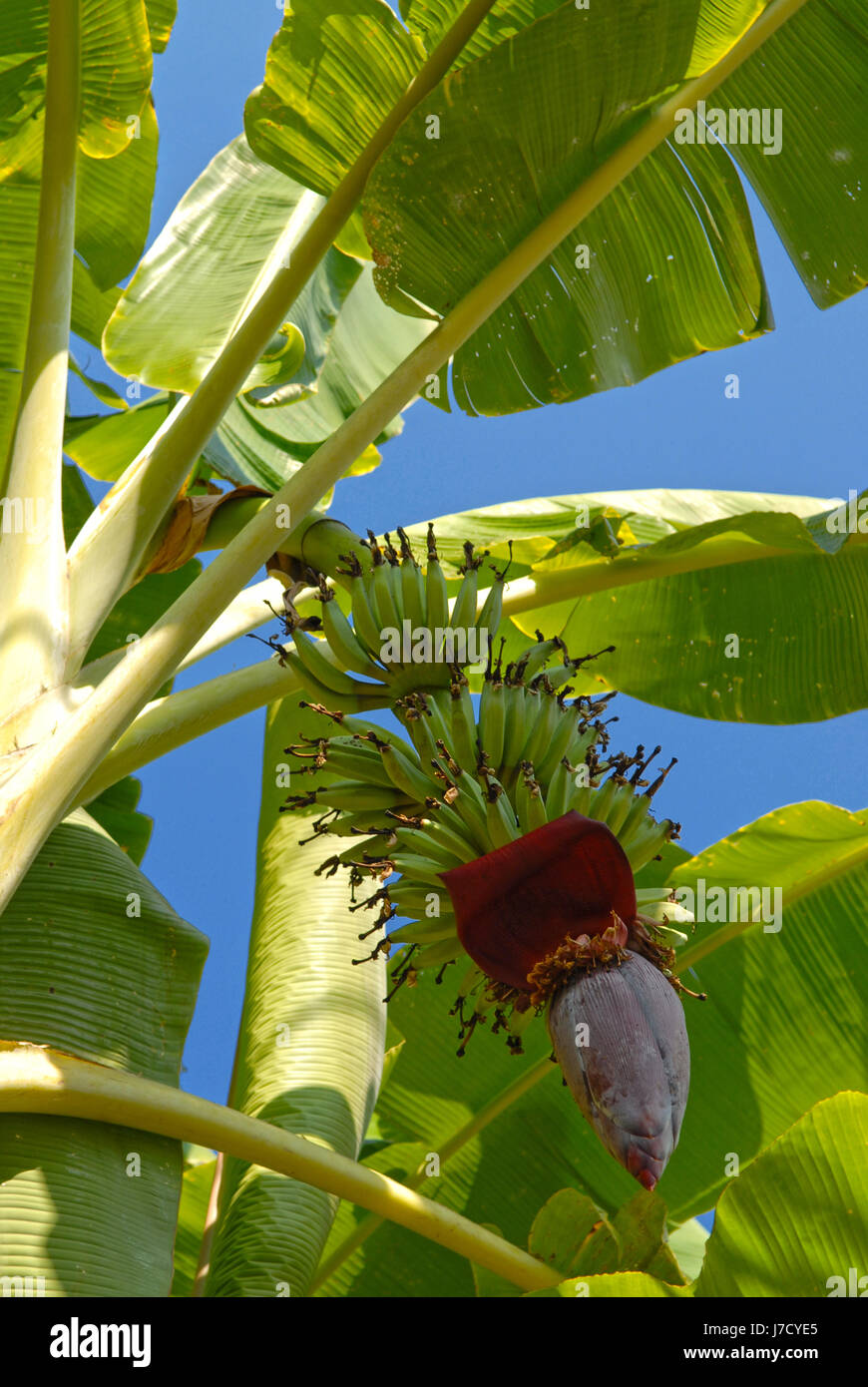 Arbre généalogique des feuilles de bananes fruits Asie tropiques ...