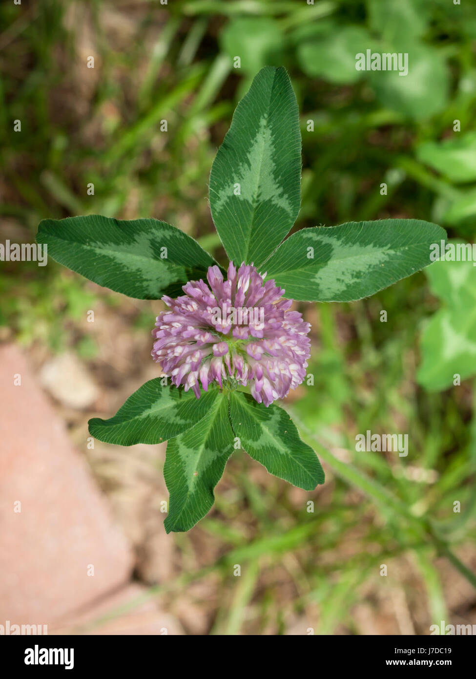 Violet trefle Banque de photographies et d’images à haute résolution ...