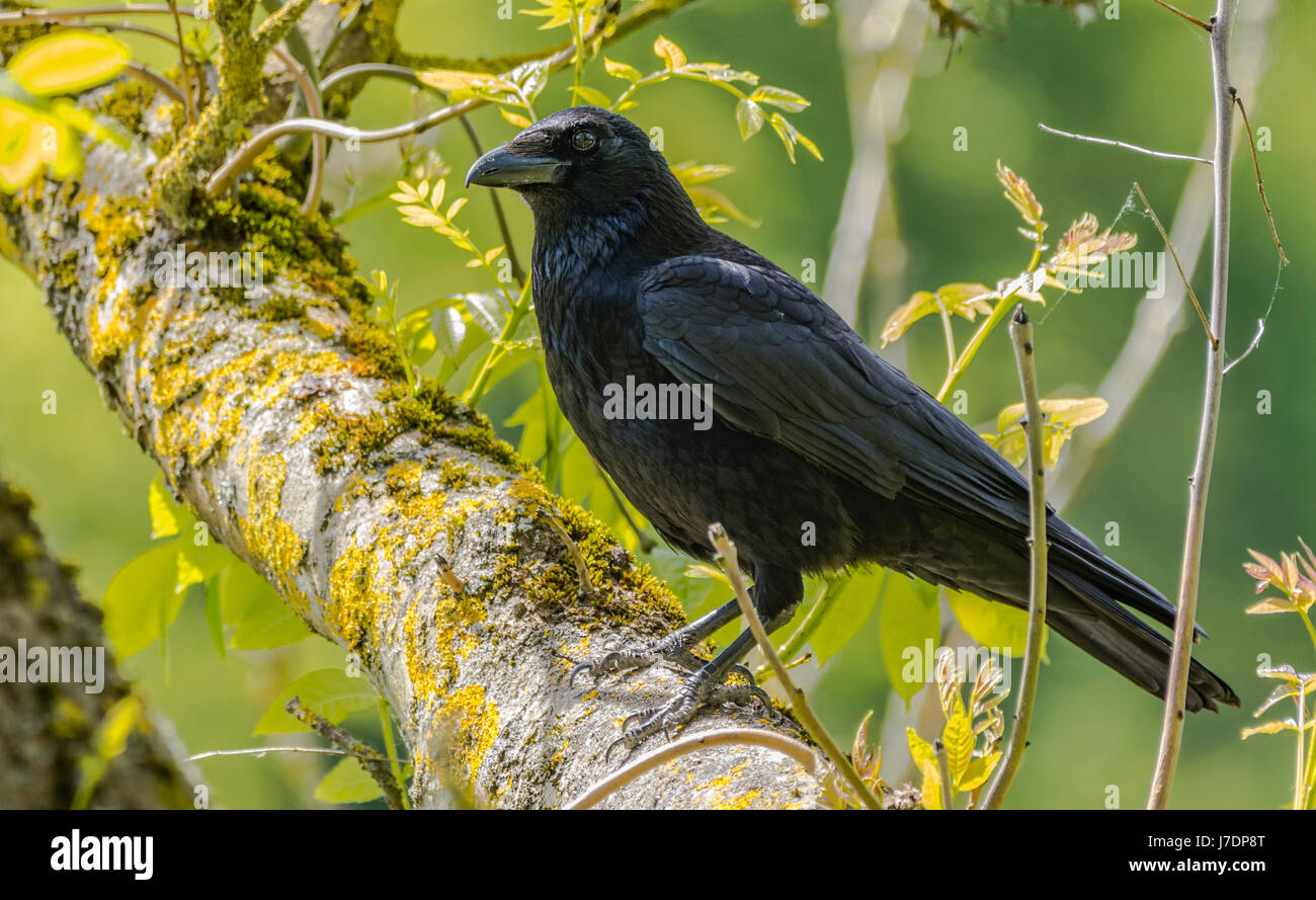 Corbeau se percher dans un arbre Banque de photographies et d’images à ...