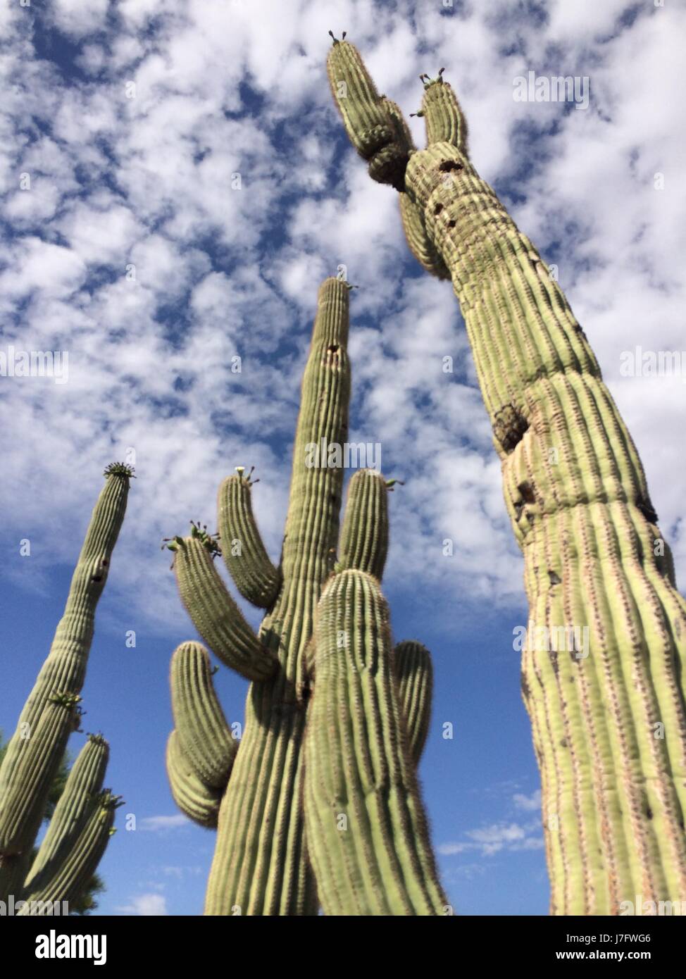 Champion saguaro Banque de photographies et d’images à haute résolution ...