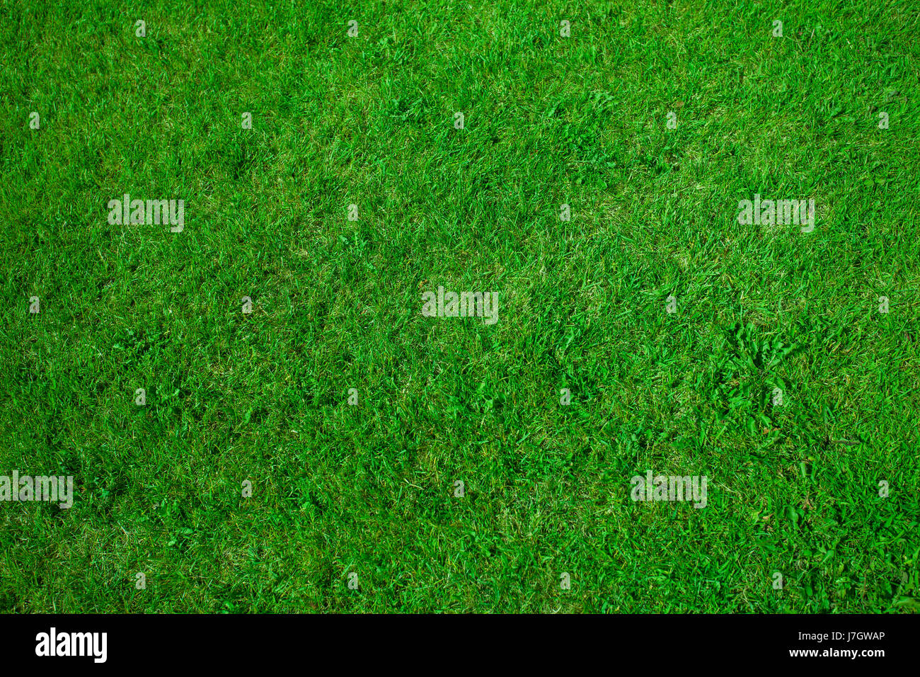 Golf green grass background texture Banque de photographies et d’images ...