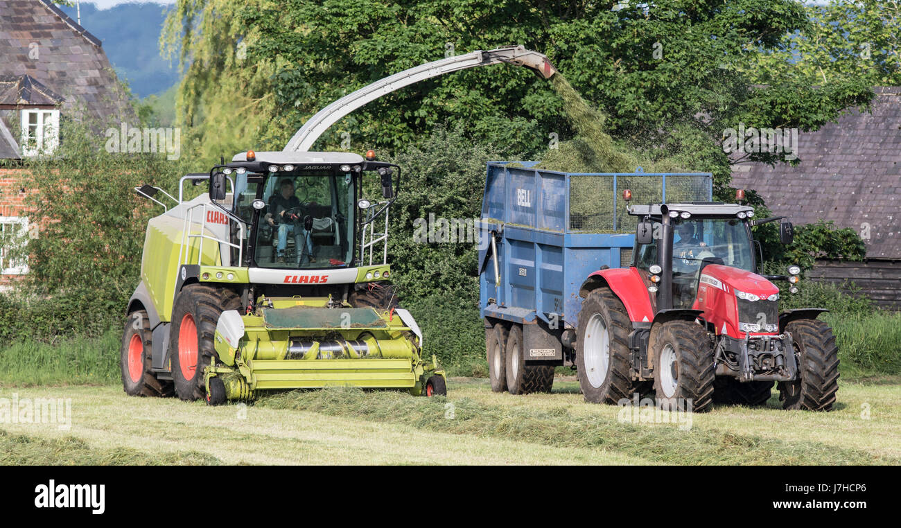 TOCKENHAM, UK - 24 MAI 2017 : l'Ensileuse Claas Jaguar, le ramassage de ...