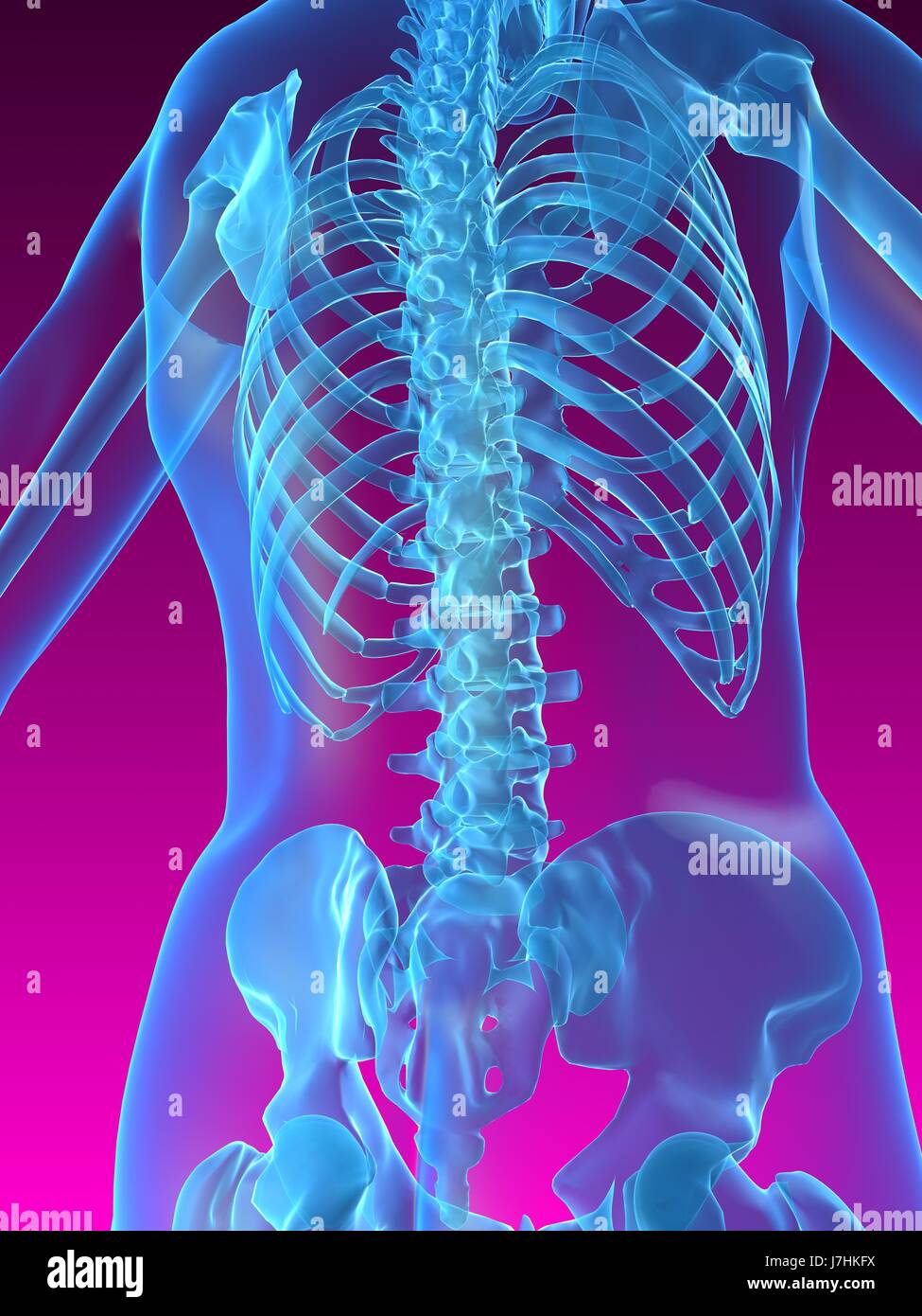 Les droits de l'être humain la santé anatomie squelette de dos dos ...