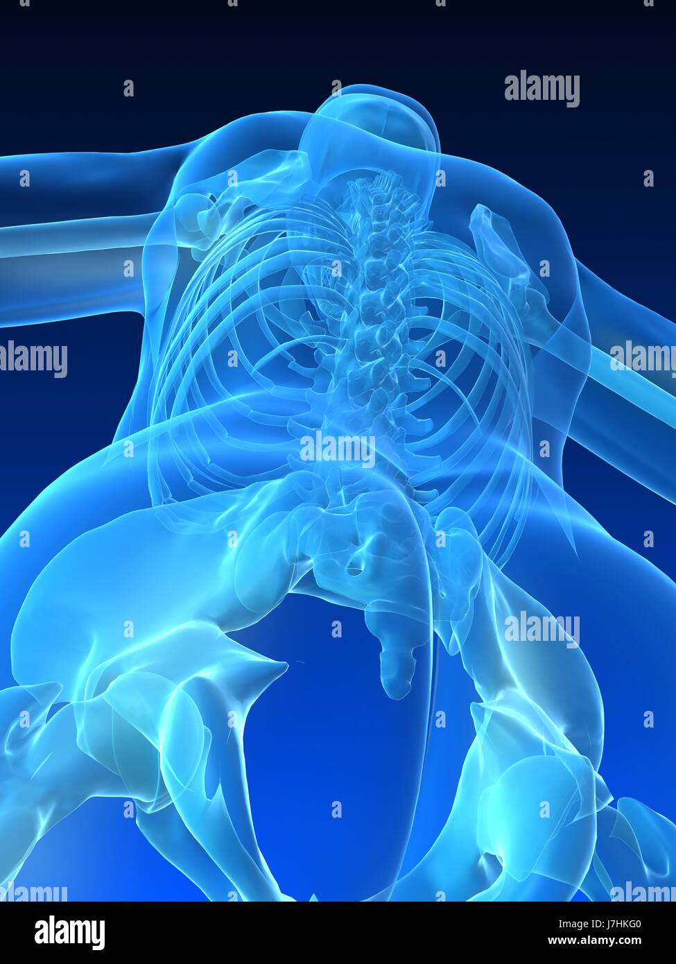 Les droits de l'être humain la santé anatomie squelette de dos dos ...