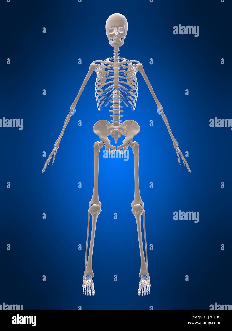Les droits de l'être humain la santé anatomie squelette de dos dos ...