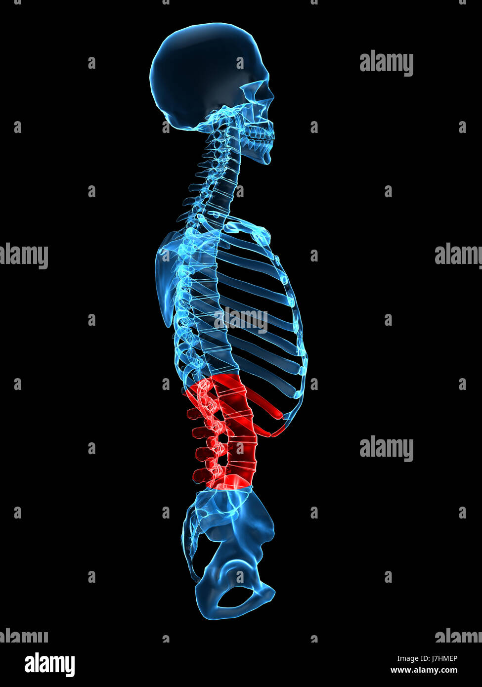 Les droits de l'être humain la santé anatomie squelette de dos dos ...