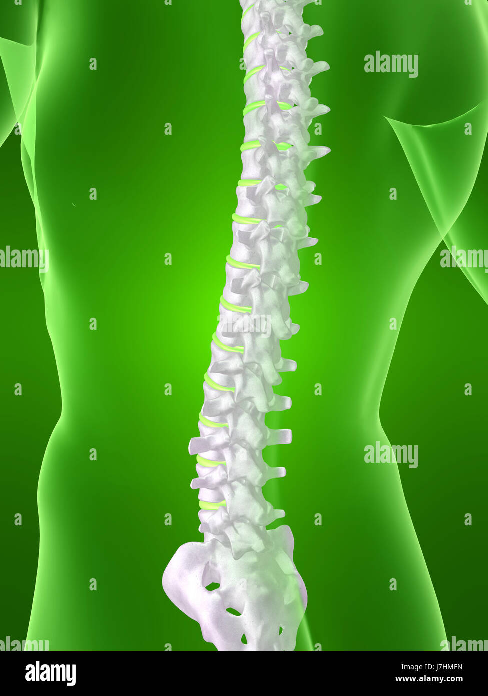 Les droits de l'être humain la santé anatomie squelette de dos dos ...