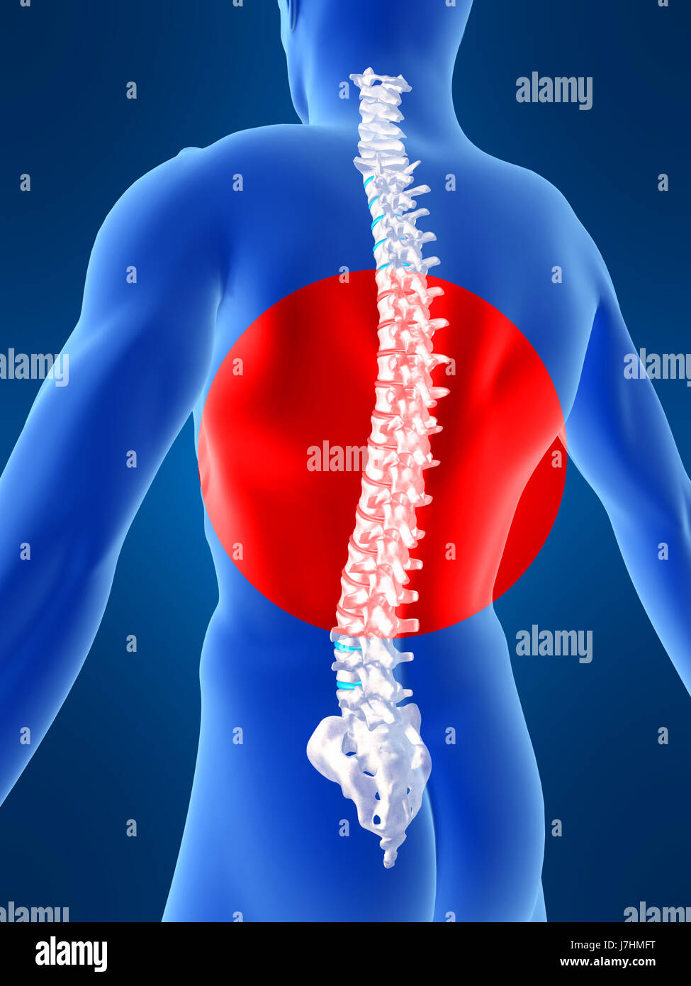 Les droits de l'être humain la santé anatomie squelette de dos dos ...