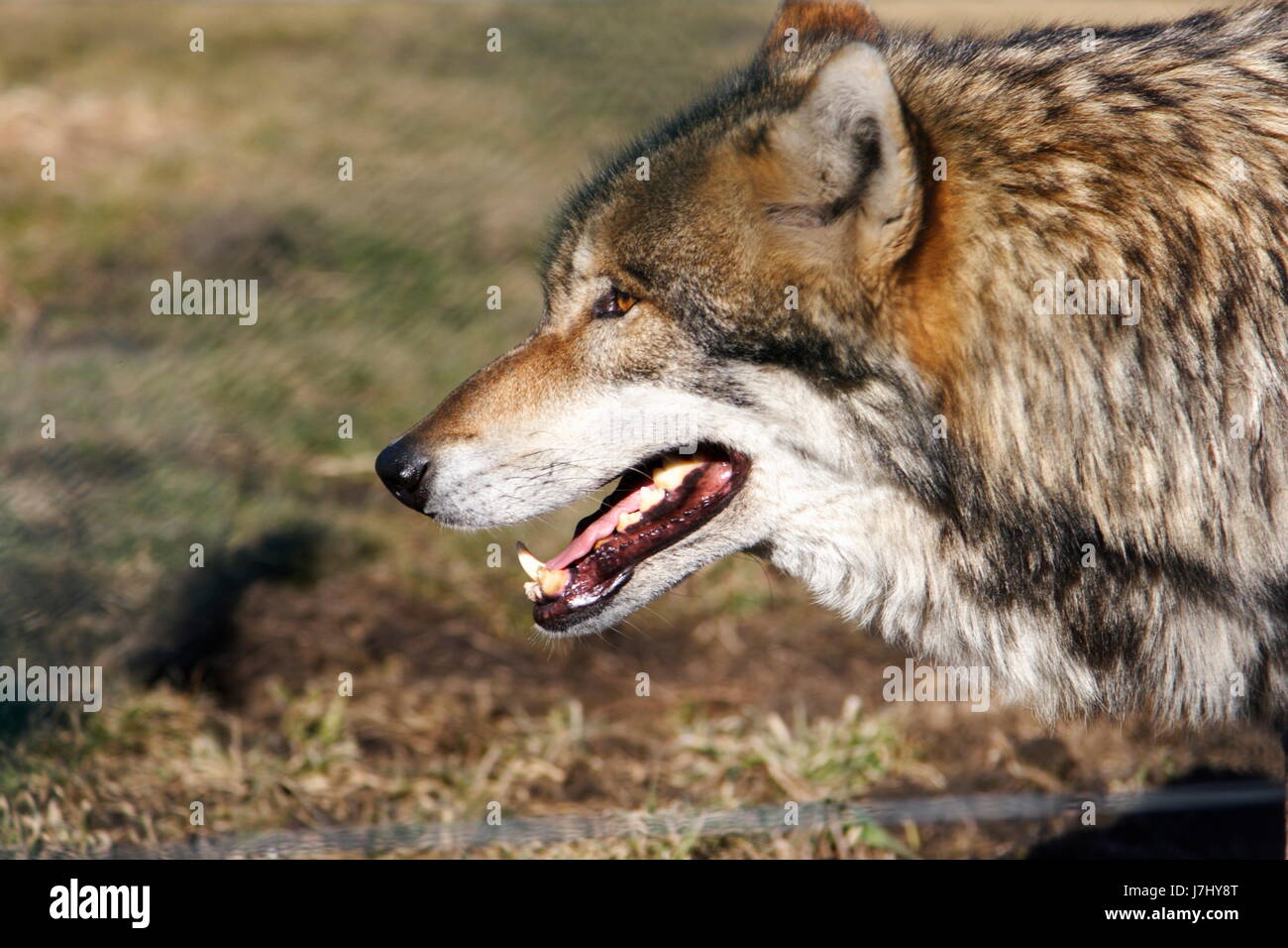 Croc de loup Banque de photographies et d’images à haute résolution - Alamy