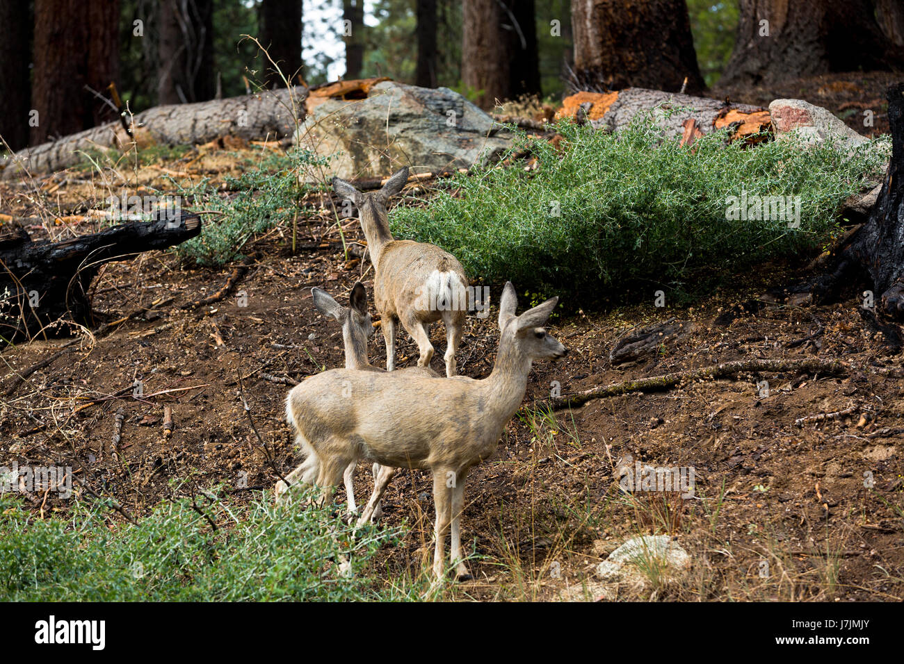 Sequoia national park animal Banque de photographies et d’images à ...